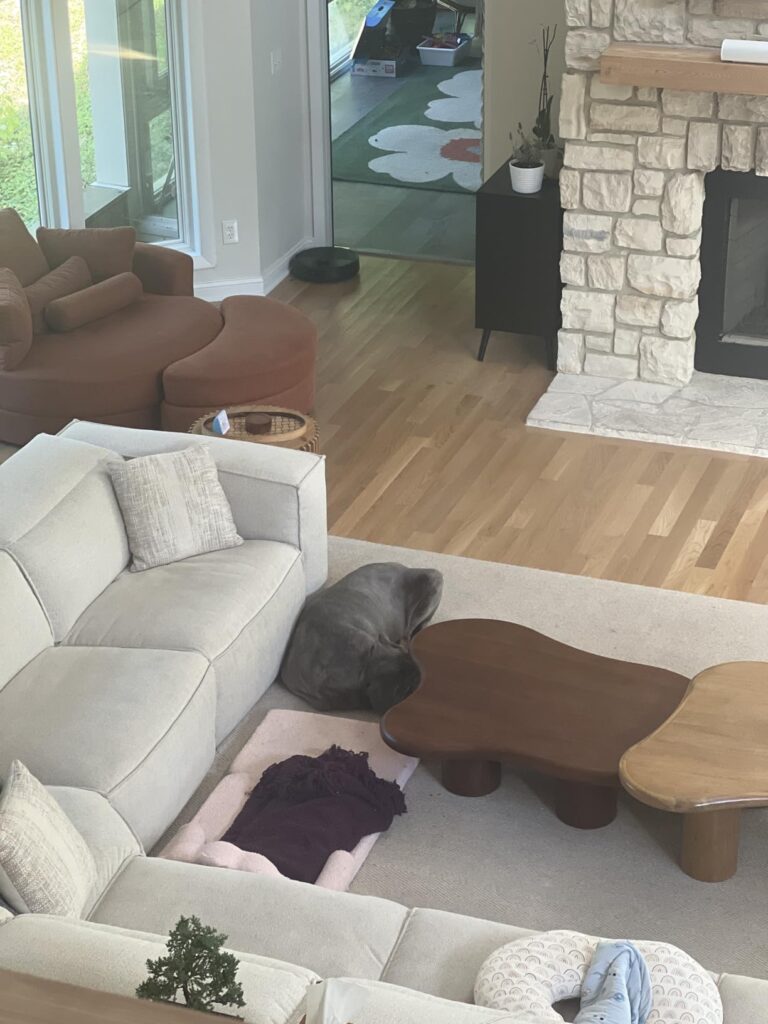 10 Best Robot Vacuums Without Mopping (March 2026 Buyer's Guide)