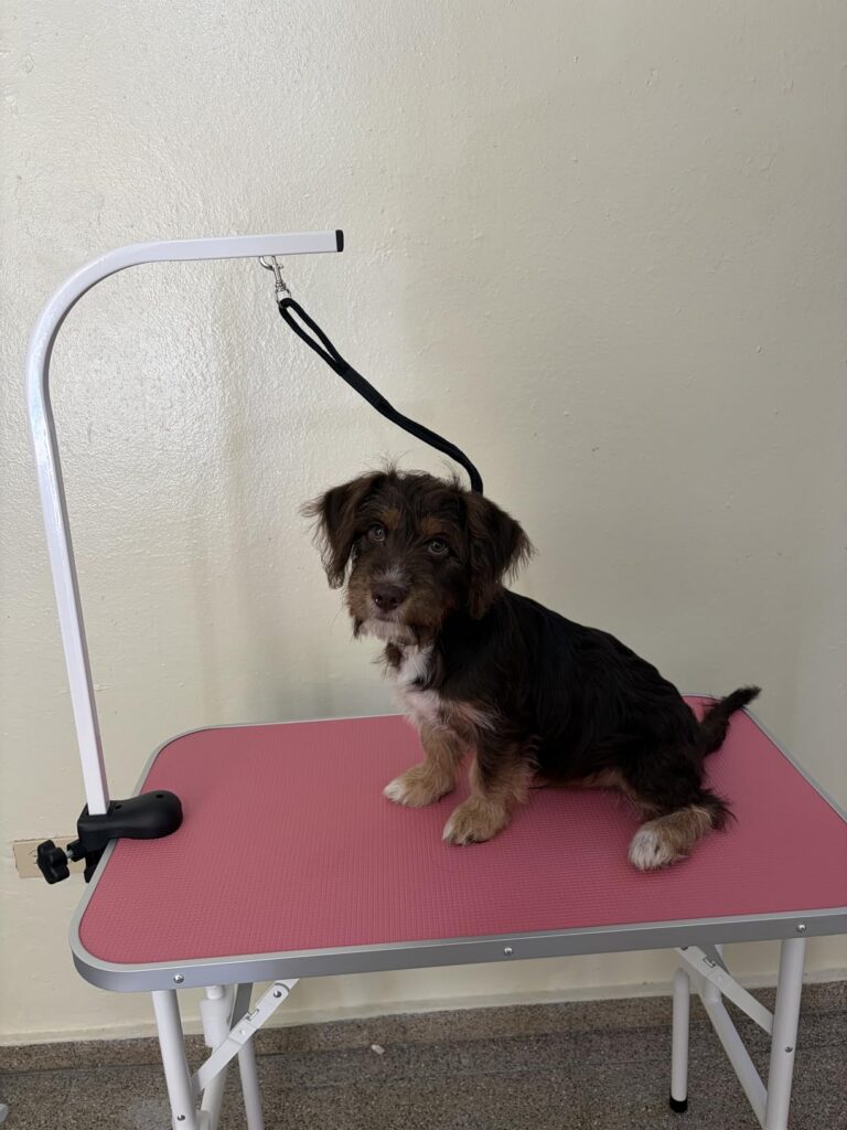 15 Best Pet Grooming Tables for Home Use (May 2026) Top Tested