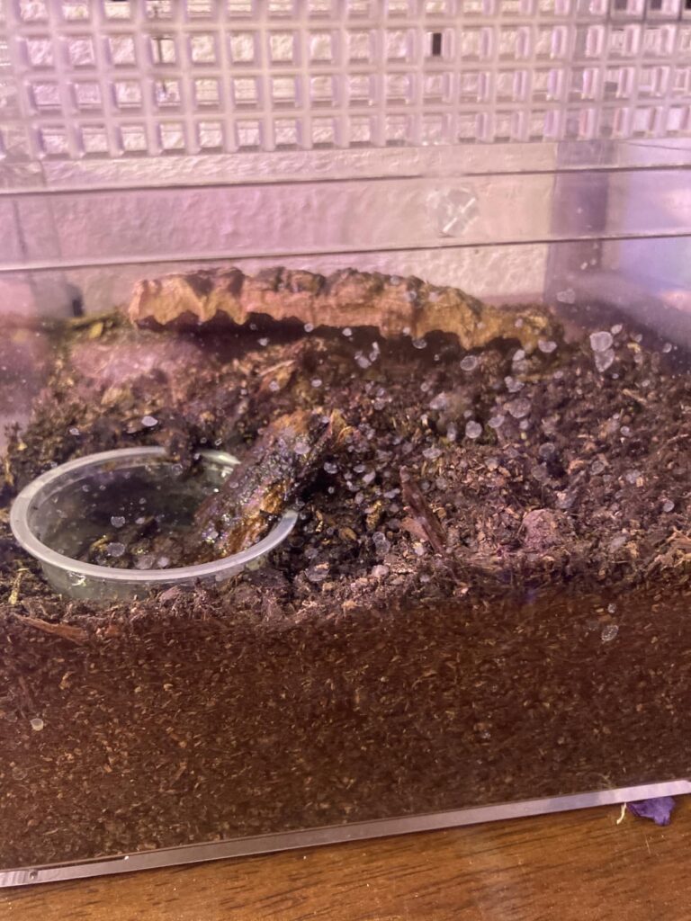 6 Best Mantis Enclosures (June 2026) Expert Reviews & Guide